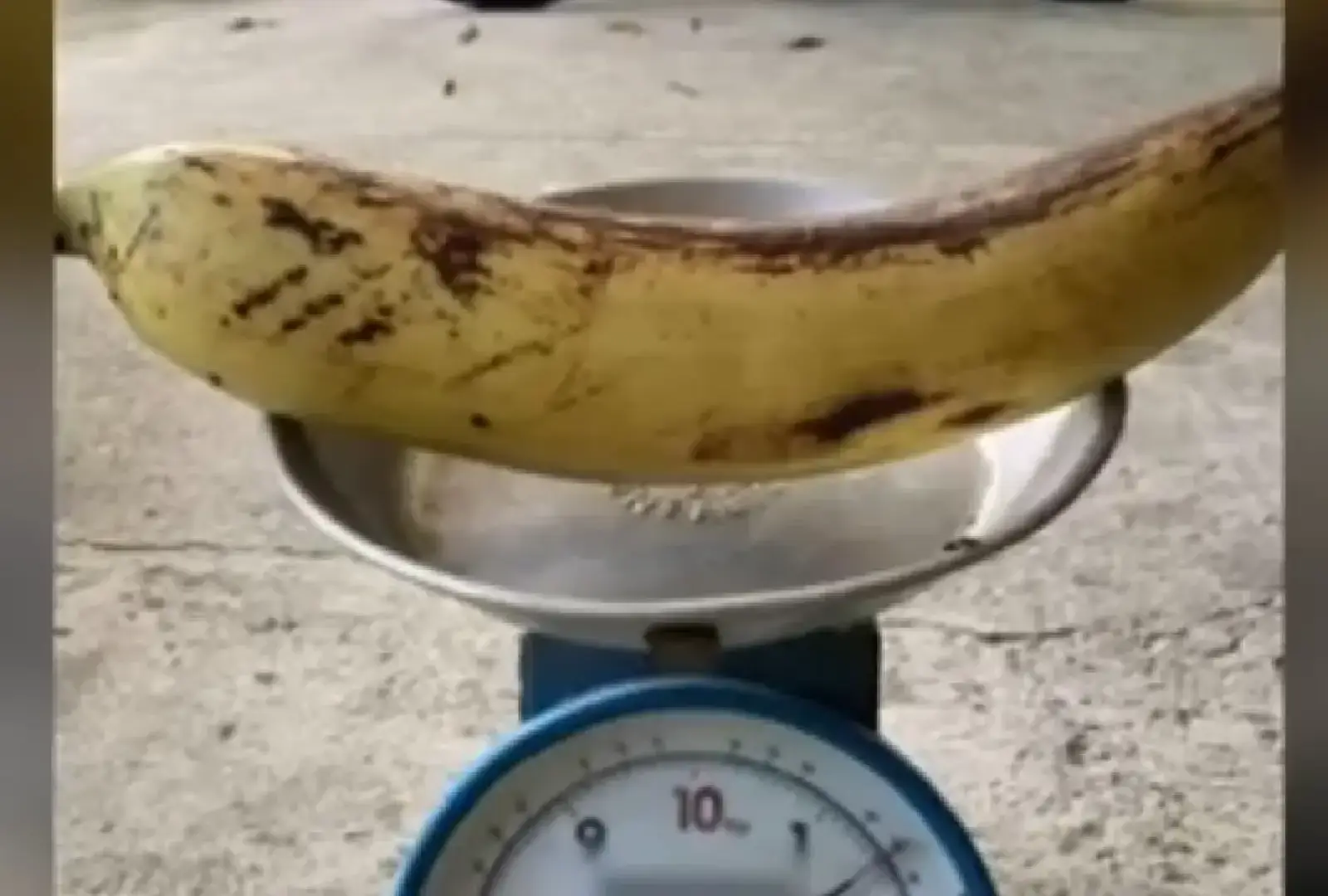 Giant Banana in Laoag City Captivates Residents with Its Size | Bombo ...